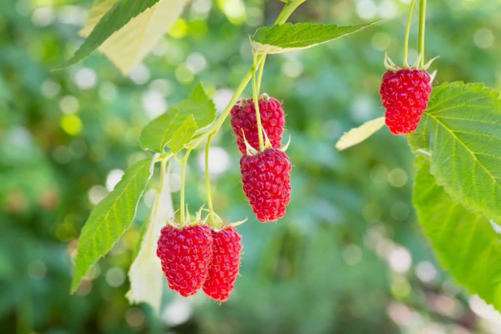 Red Raspberry – Repamp Herbal Centre