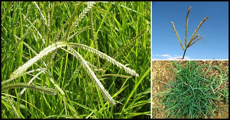 Paragis grass, Health benefits and How to use the plant