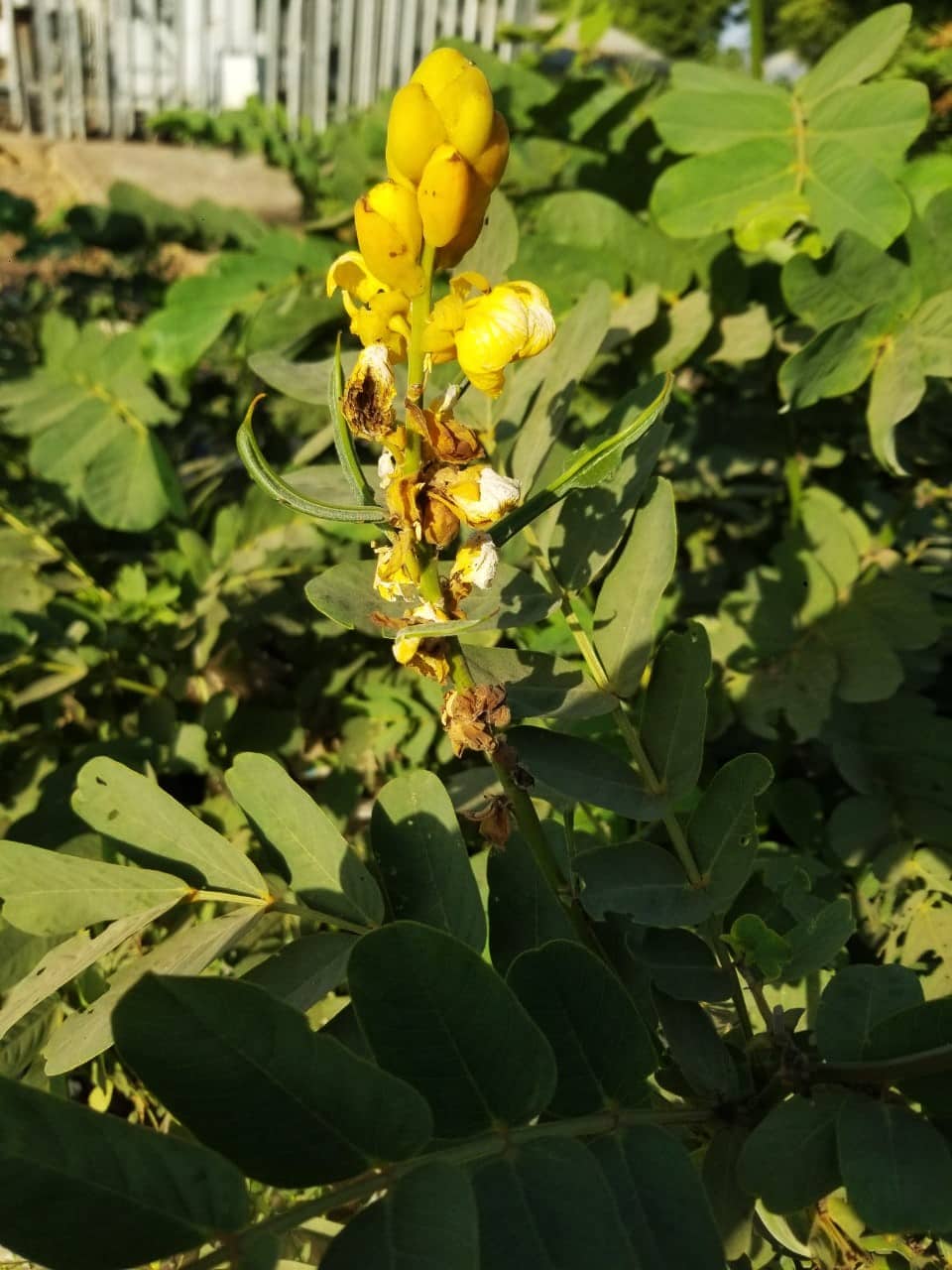 Cassia Alata(Bush Candle) - Amazing Benefits