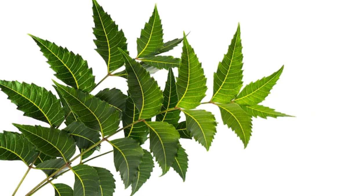 Neem (Azadirachta indica) – Repamp Herbal Centre
