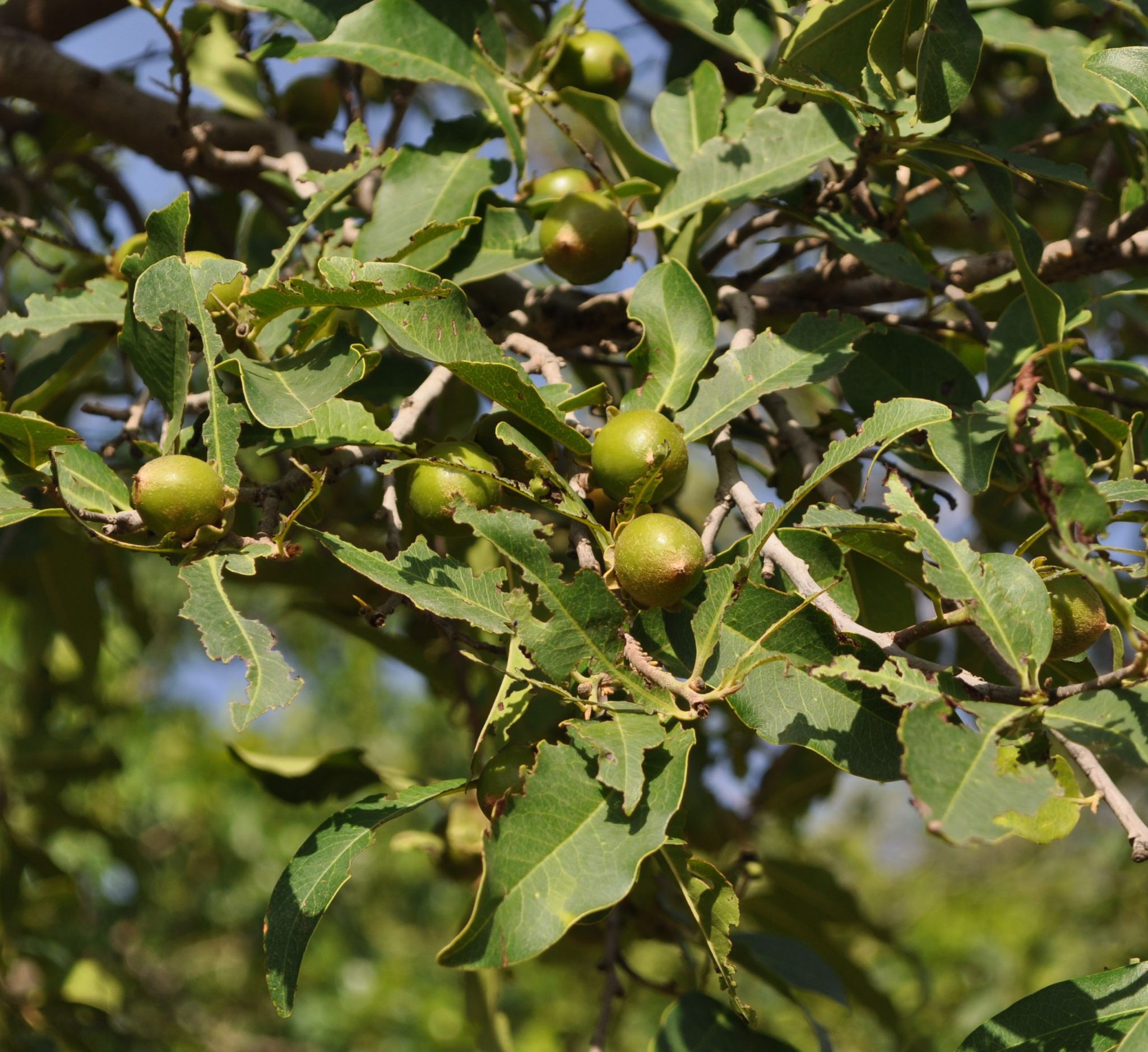 Amazing health benefits of jackalberry Repamp Herbal Centre