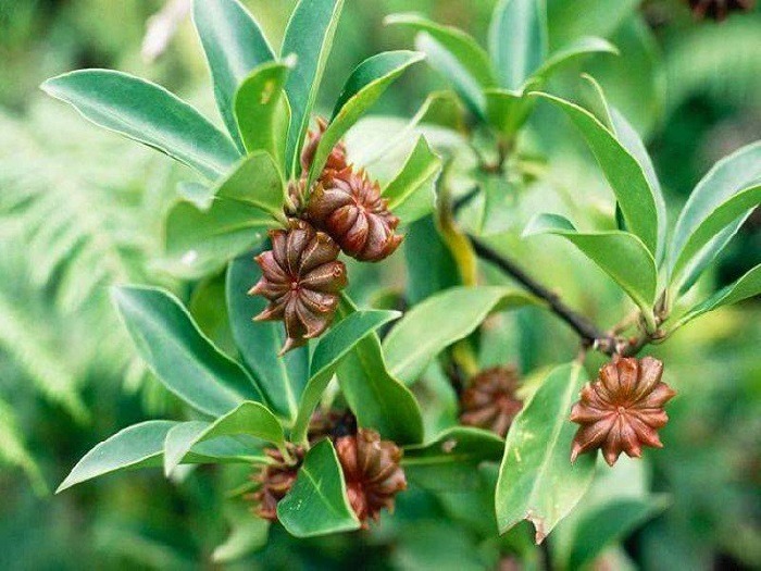 Star Anise (Illicium verum) – Repamp Herbal Centre