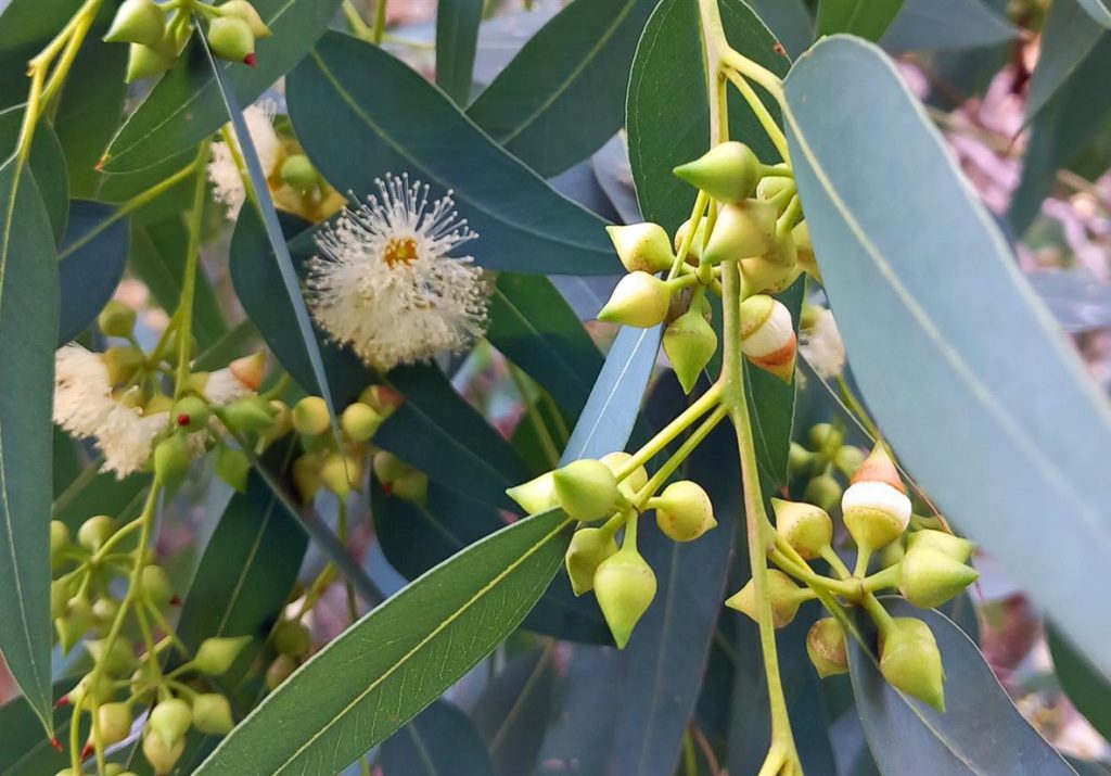 Gum Tree (Eucalyptus) – Repamp Herbal Centre