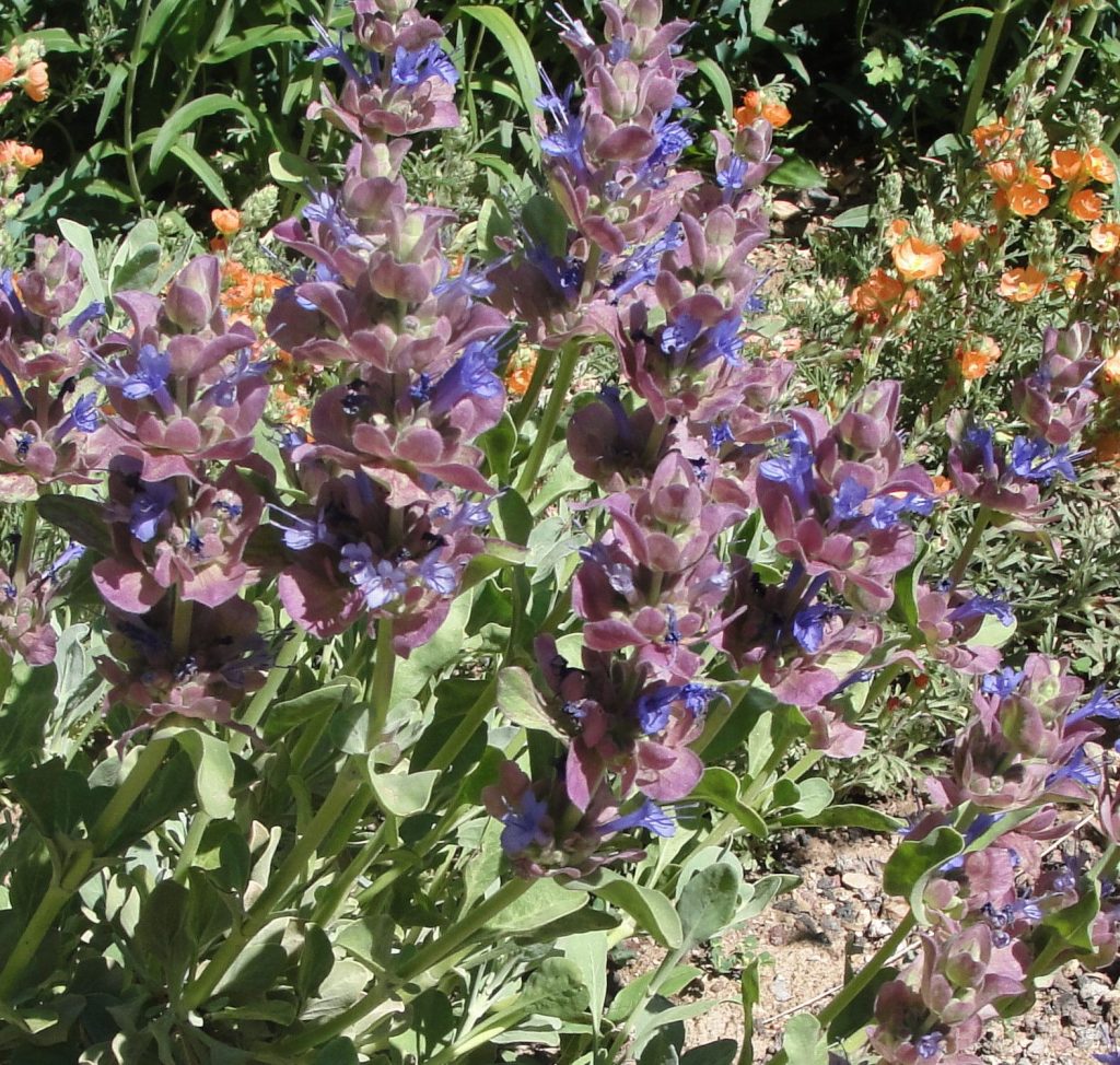 Rose Sage (Salvia pachyphylla) – Repamp Herbal Centre