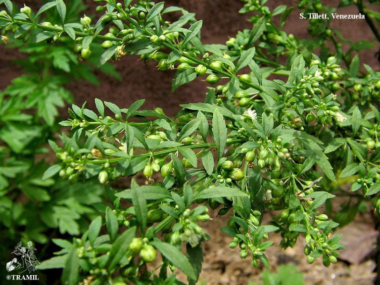 Tawa plant (Euphorbia hirta)- Health Benefits, and How to Use
