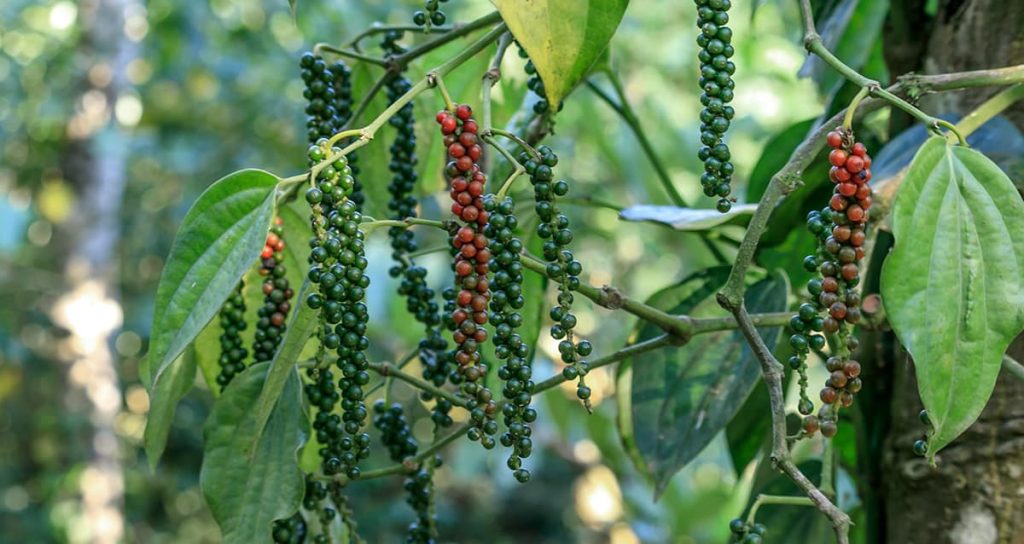 Tawa plant (Euphorbia hirta)- Health Benefits, and How to Use
